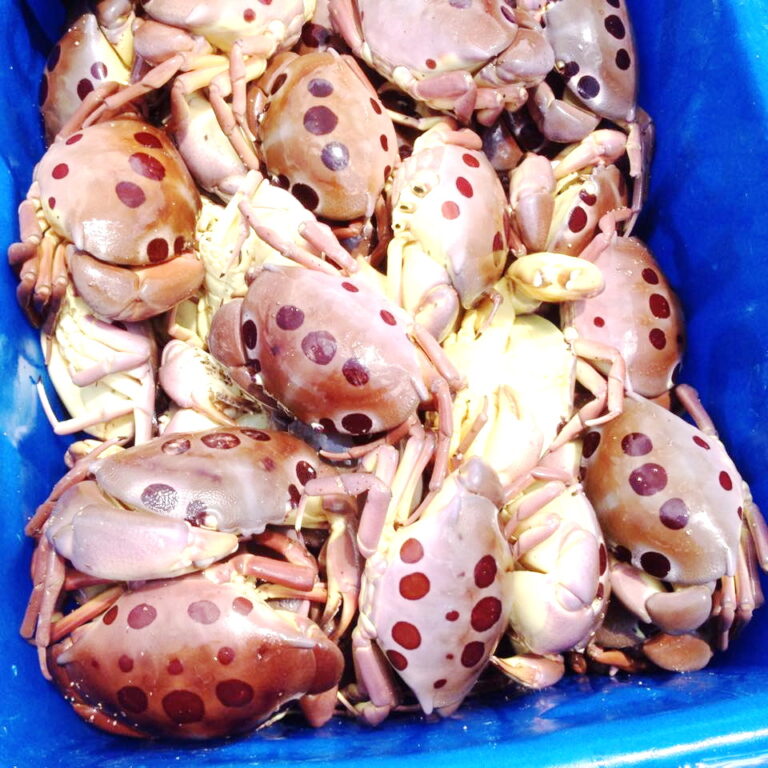 Cua cà ra (cua lông, cua da, cua sông) - HẢI SẢN BIÊN HÒA